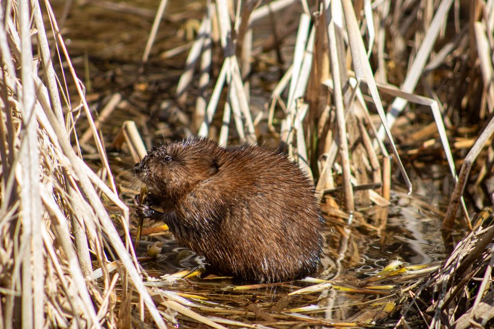 Muskrat love | KathyH58 | Blipfoto