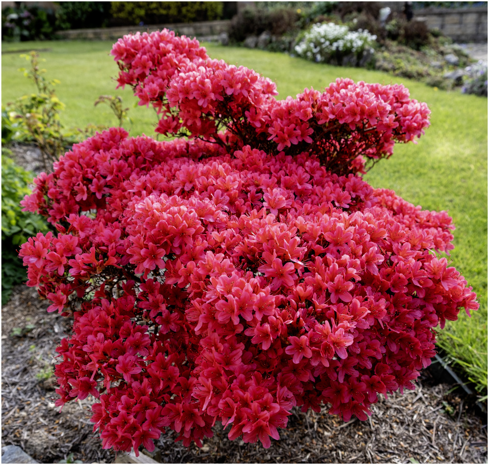 Azalea | Terrifo | Blipfoto