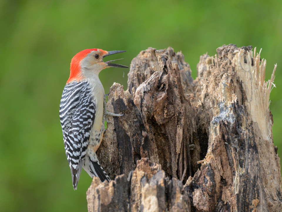 Ack! | dbifulco | Blipfoto