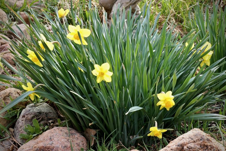Spring flowers next door | stillandknow | Blipfoto