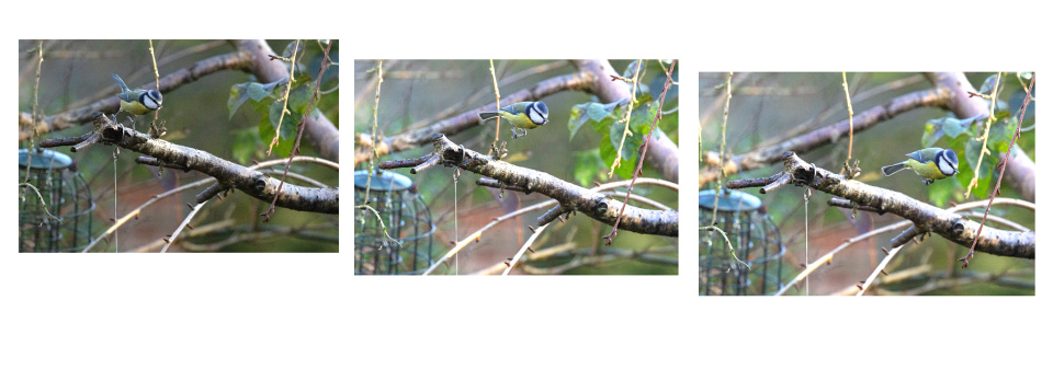 Blue tit triptych | martinhommel | Blipfoto