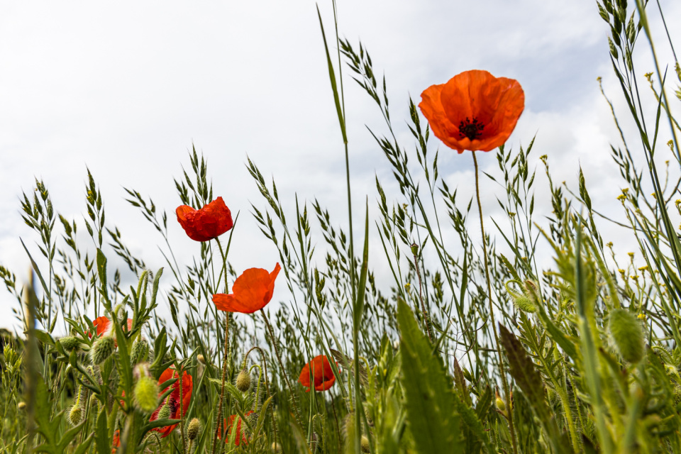 Poppy Fields | EdinImage | Blipfoto