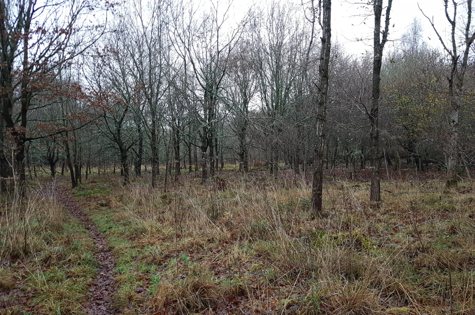 Trees | rat | Blipfoto