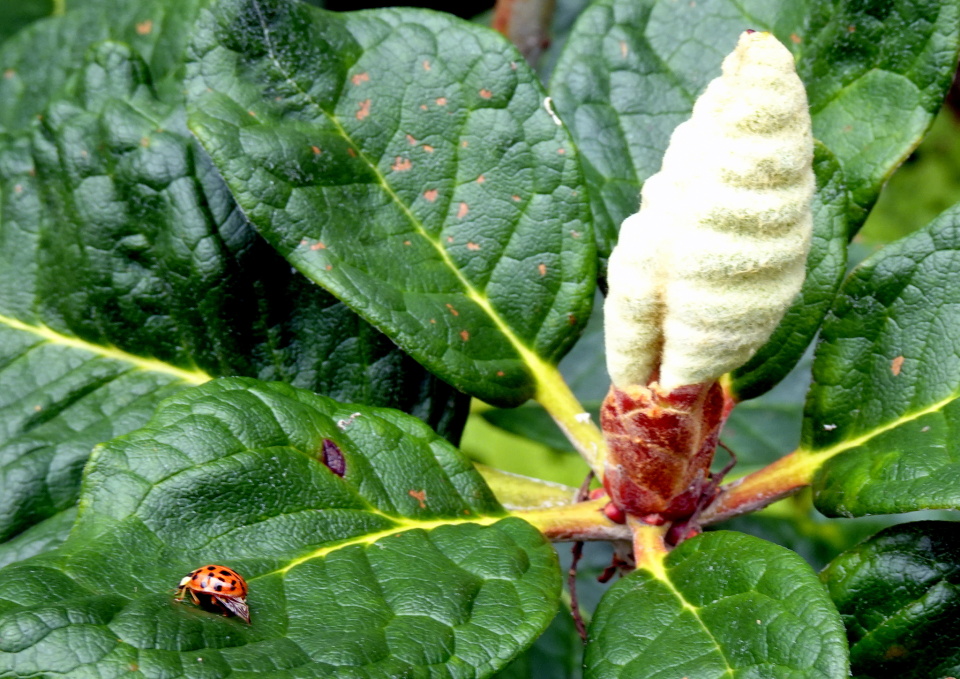 Ladybird, ladybird fly away home! | Noni | Blipfoto