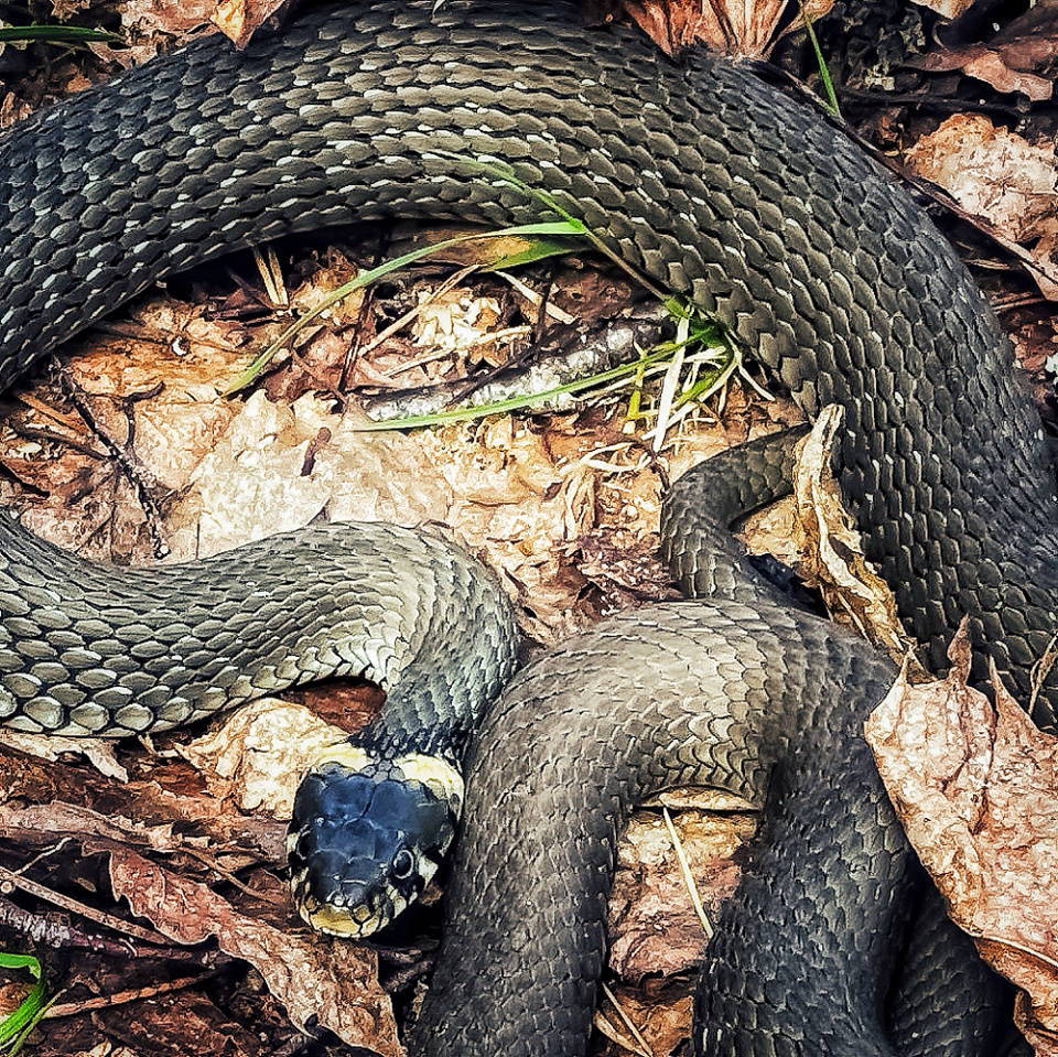 Beach Snake | Hartza | Blipfoto