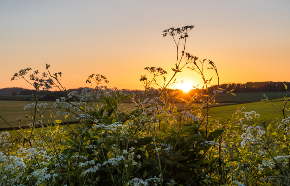 Sun Setting Behind the Fields of Rapeseed | AH14 | Blipfoto