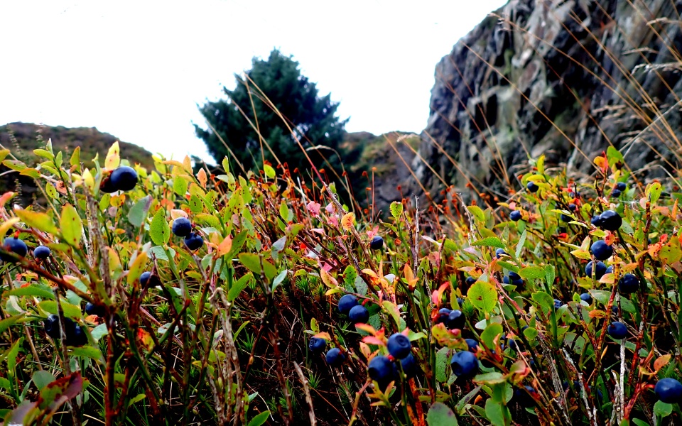 Pick your own | ceridwen | Blipfoto