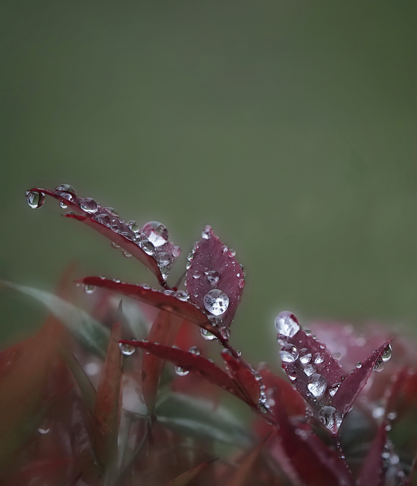 Drippy Drops | rainie | Blipfoto