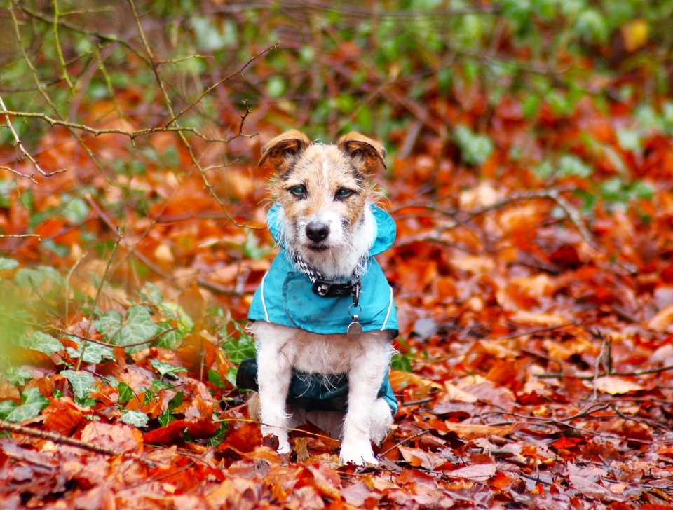 Dumpling | monkey | Blipfoto