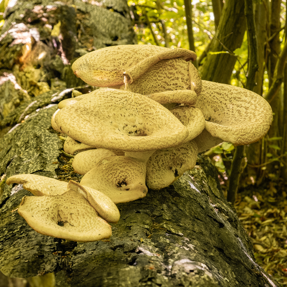 Mega Mushrooms | madwill | Blipfoto