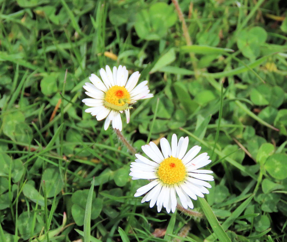 Daisies and Caterpillar! | Rosemarie55 | Blipfoto