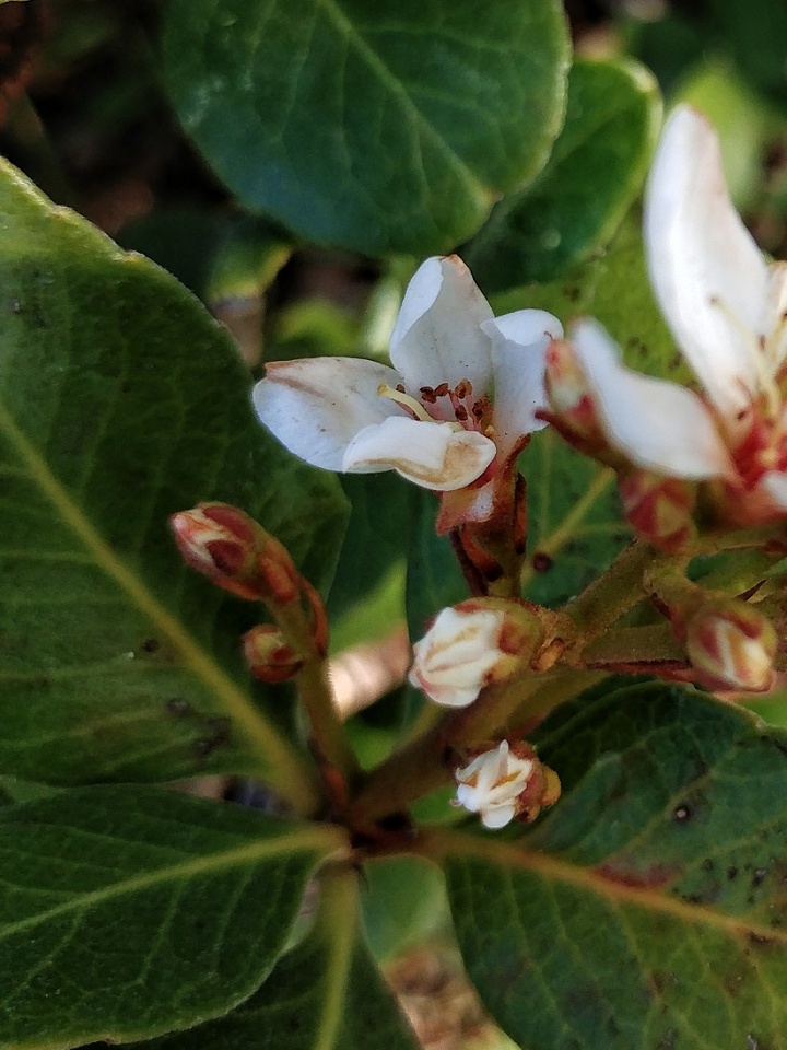 India Hawthorn | PepperG | Blipfoto