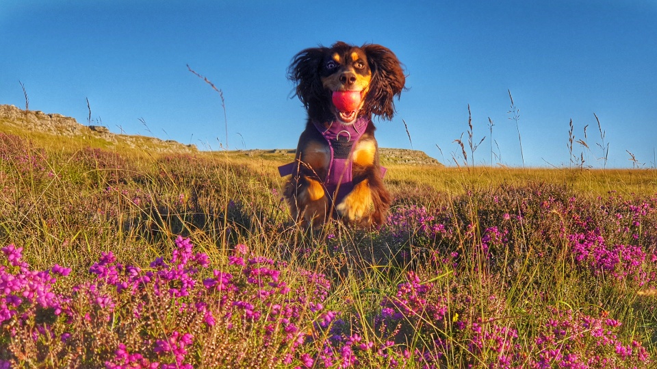 Bounce | intothehills | Blipfoto