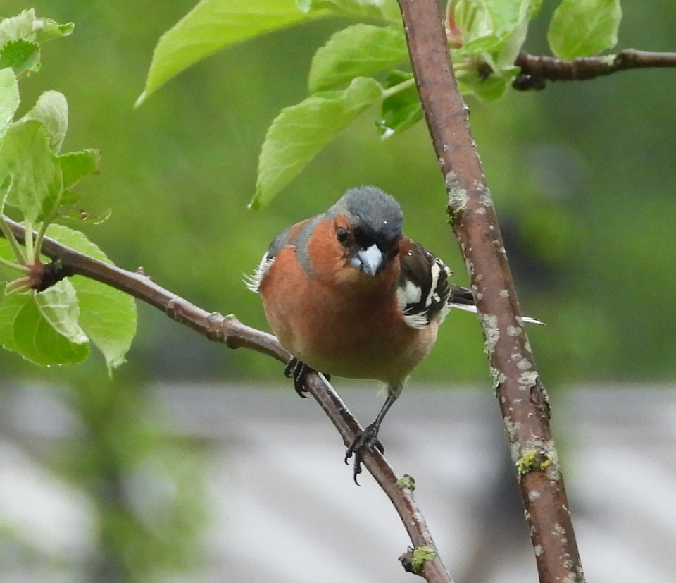 Peipponen, Fringilla coelebs | leah | Blipfoto