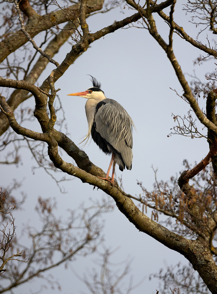Windswept heron | LesleyAlsford | Blipfoto