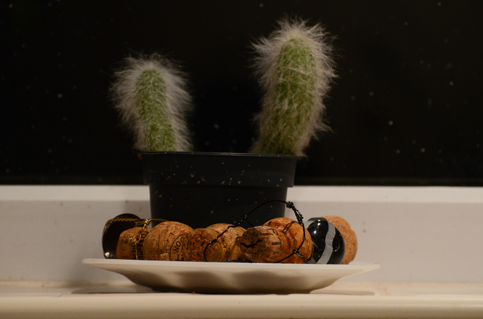 The Blue Peter Cactus | thepoacher | Blipfoto