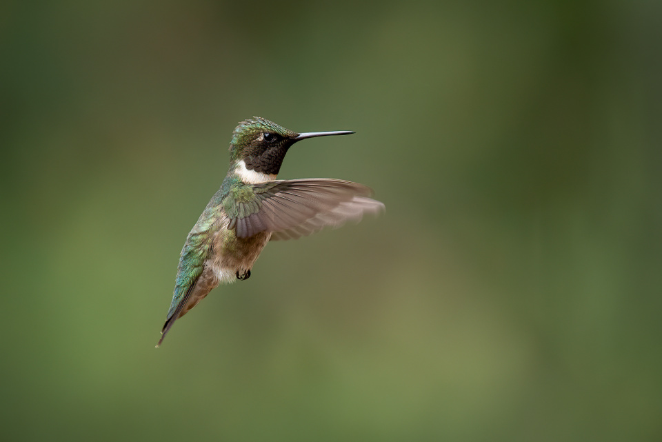 Tiny Dancer | dbifulco | Blipfoto