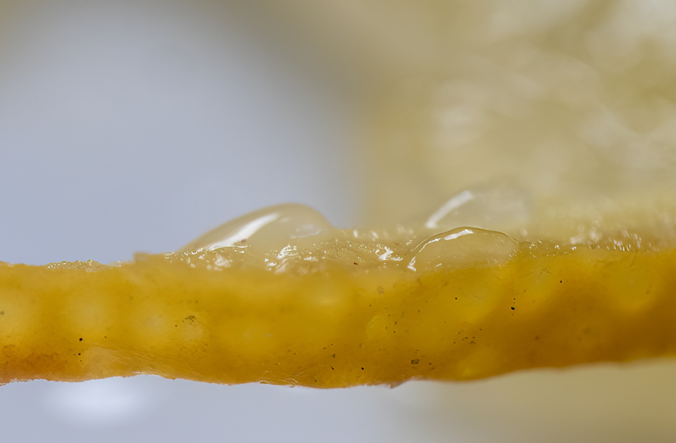 Lemon Slice | trisharooni | Blipfoto