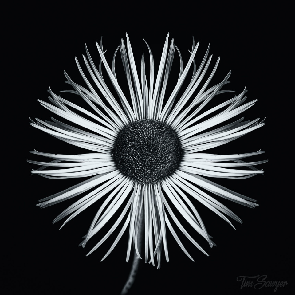 Mono Flower | Hotmandarins | Blipfoto