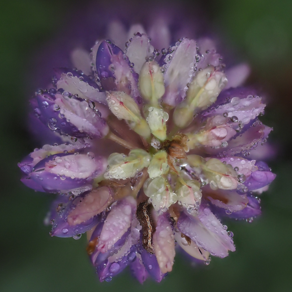 Flower Friday | isbi | Blipfoto