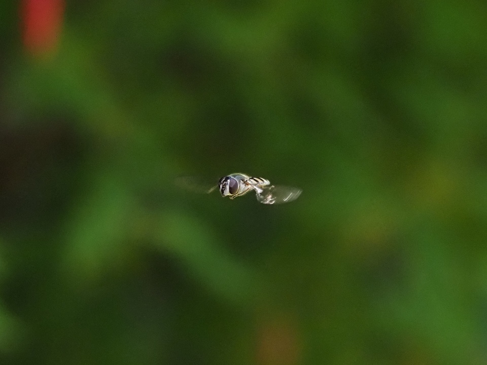 Just Hovering | isbi | Blipfoto