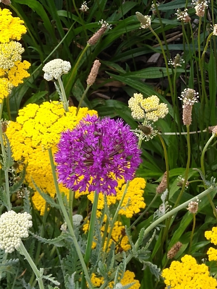 Richmond flowers | pennytherabbit | Blipfoto