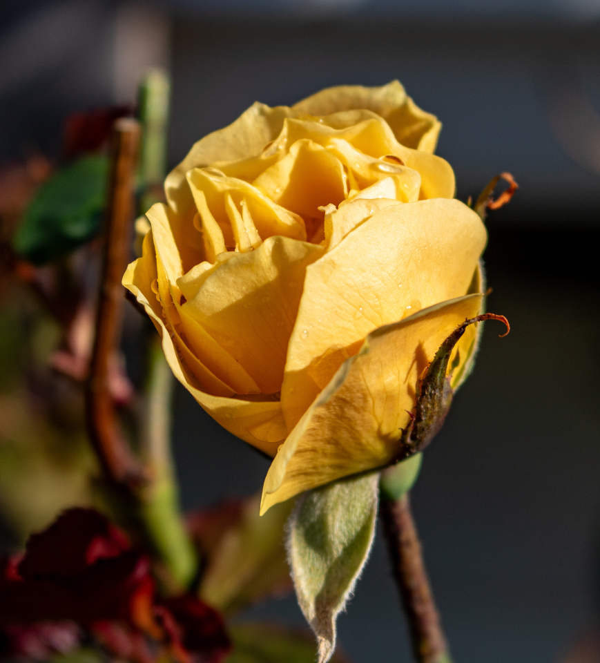 October 10 | KathyH58 | Blipfoto