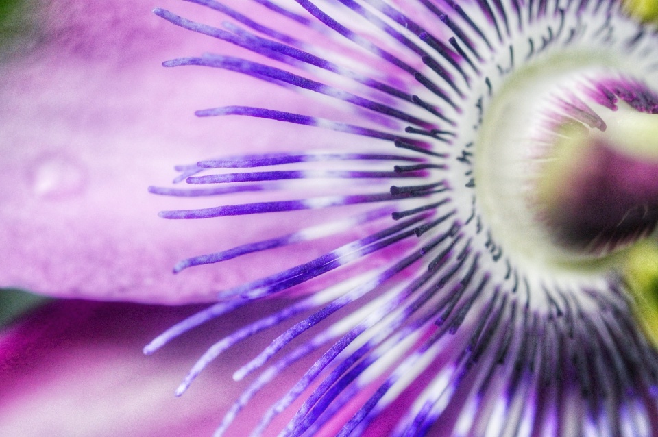 Passion | Ingeborg | Blipfoto