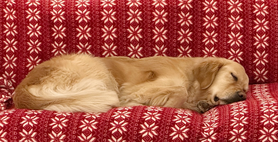 Sleeping beauty... | Damnonii | Blipfoto