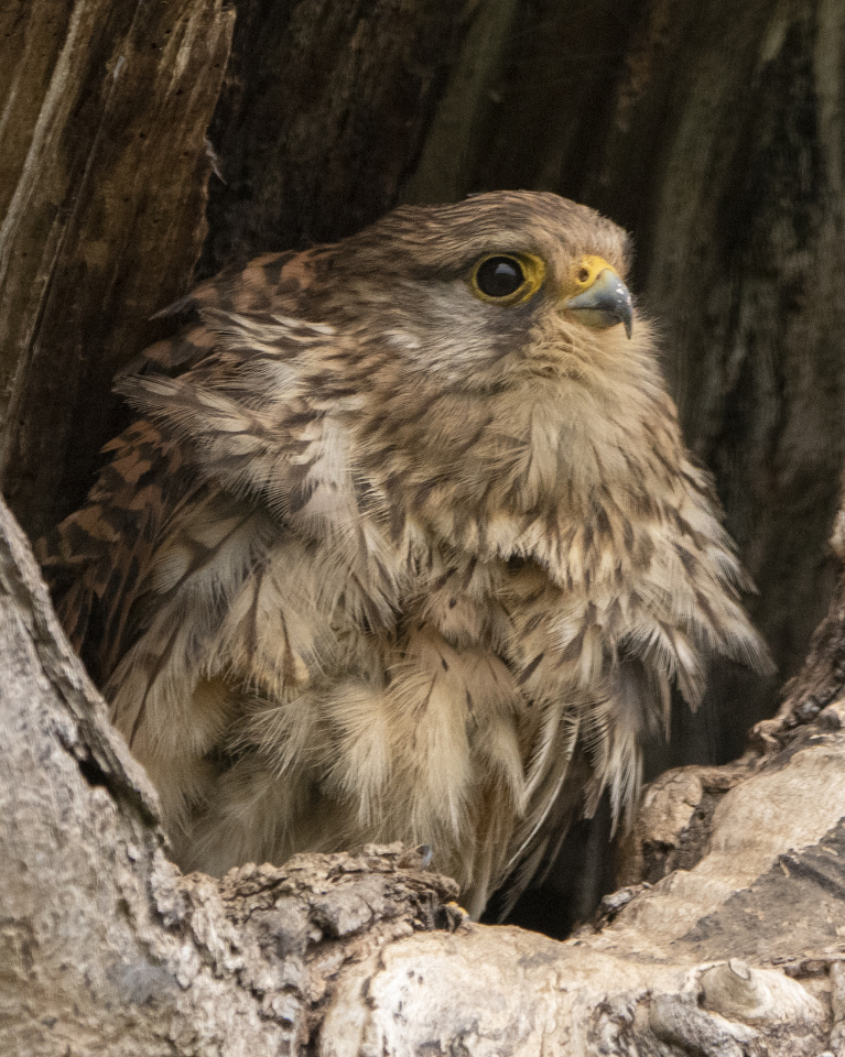 Frowzy Kestrel | SueL7 | Blipfoto