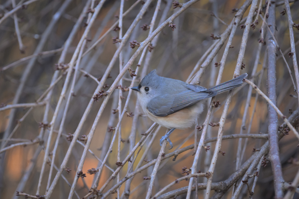 Just a Titmouse | dbifulco | Blipfoto