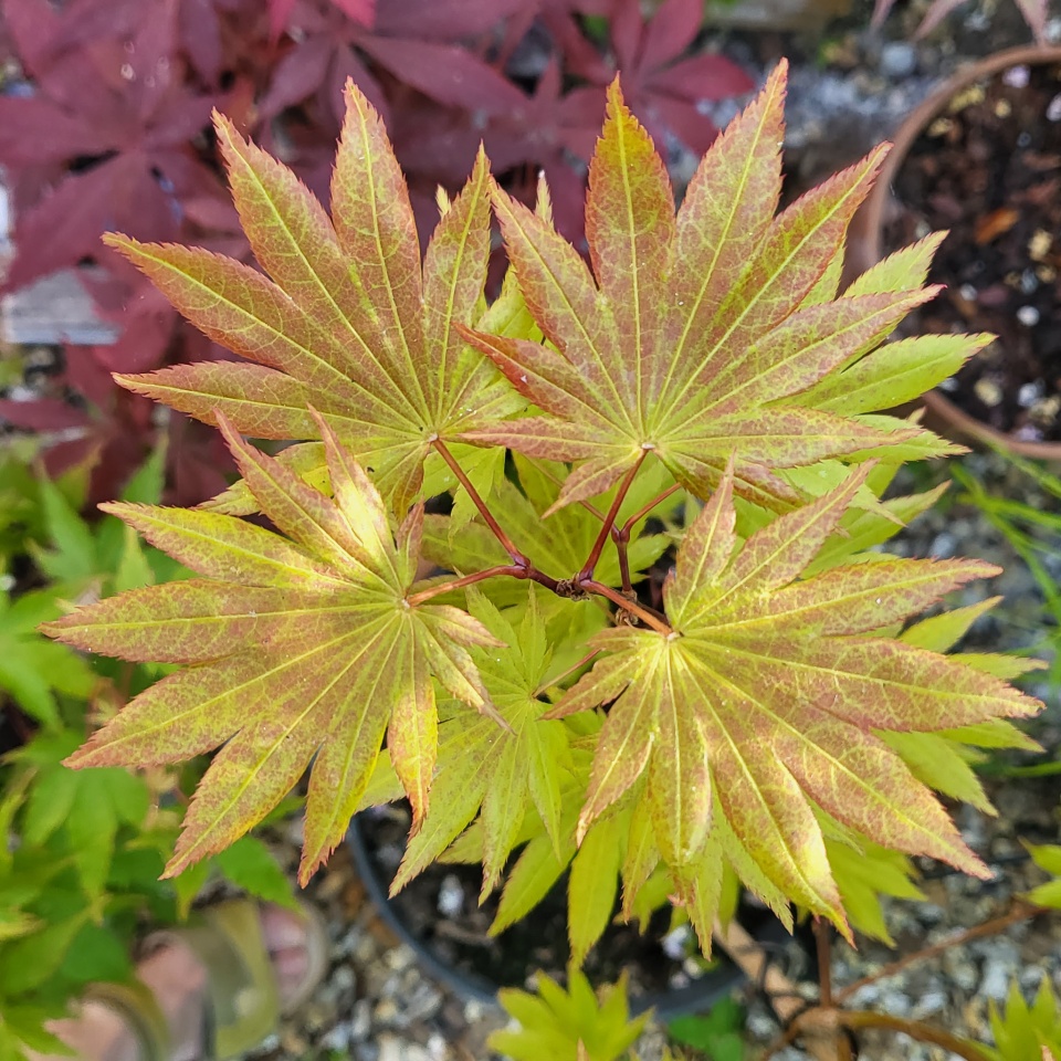 Love these leaves! | LizMBpics | Blipfoto