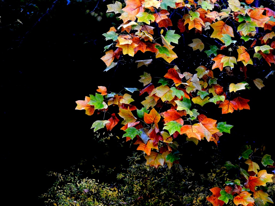 Tulip Tree Autumn | DerwentLass | Blipfoto