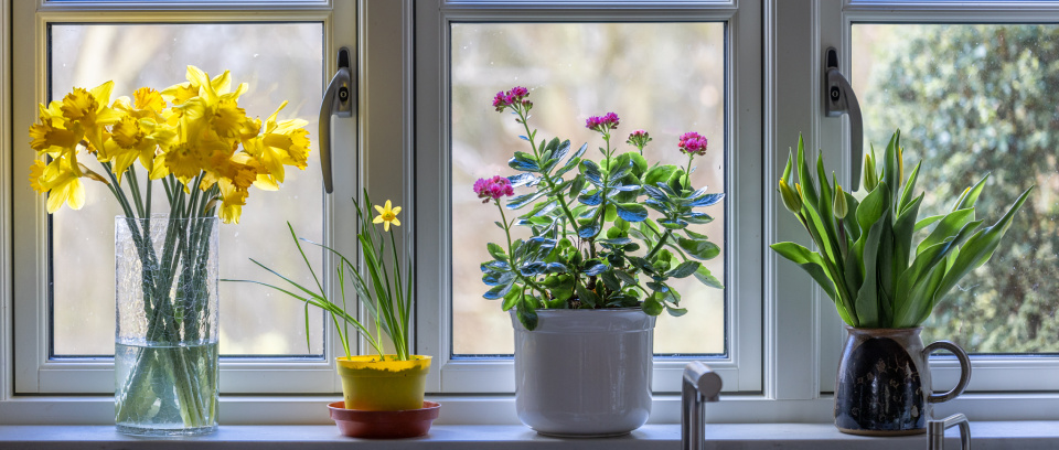 Kitchen window ledge | HClaireB | Blipfoto