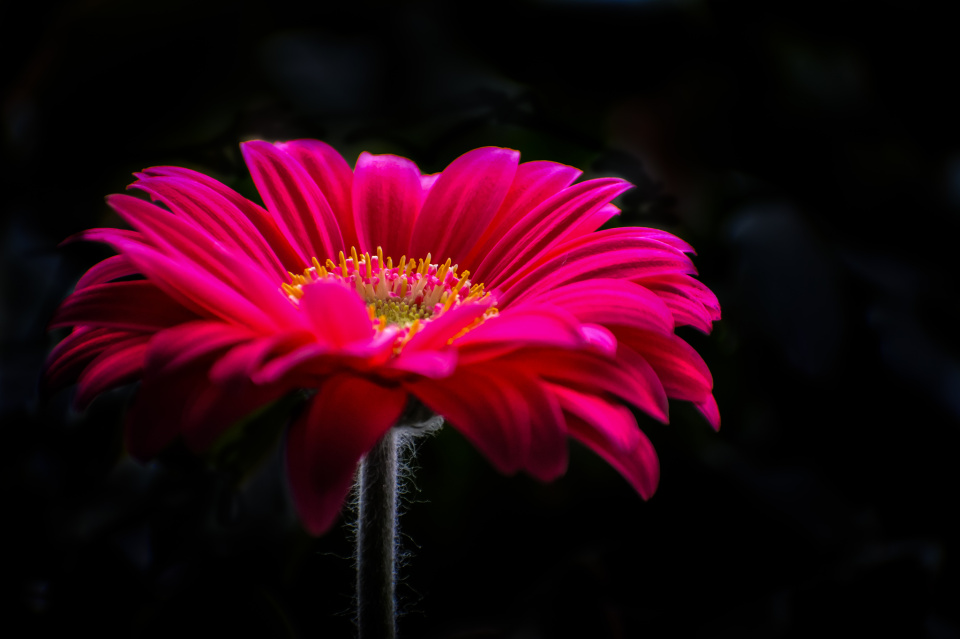 Baby Gerbera | MissMacPic | Blipfoto
