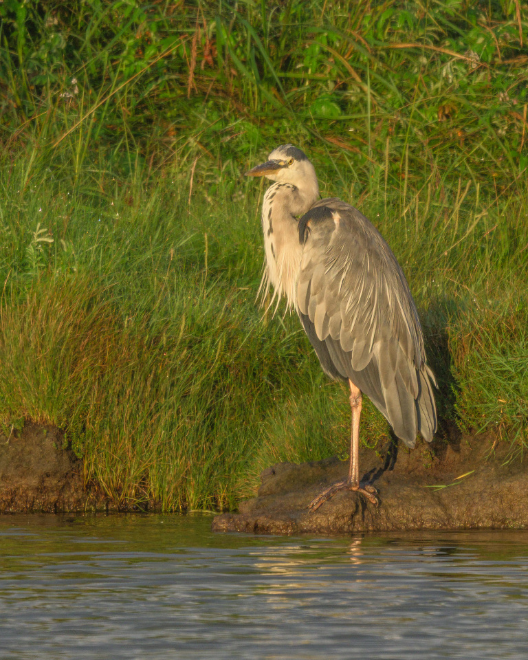 Grey Heron | KenPetch | Blipfoto