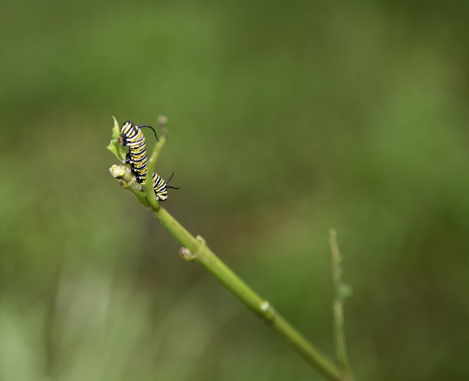 Monarch Caterpillar | bugsman | Blipfoto