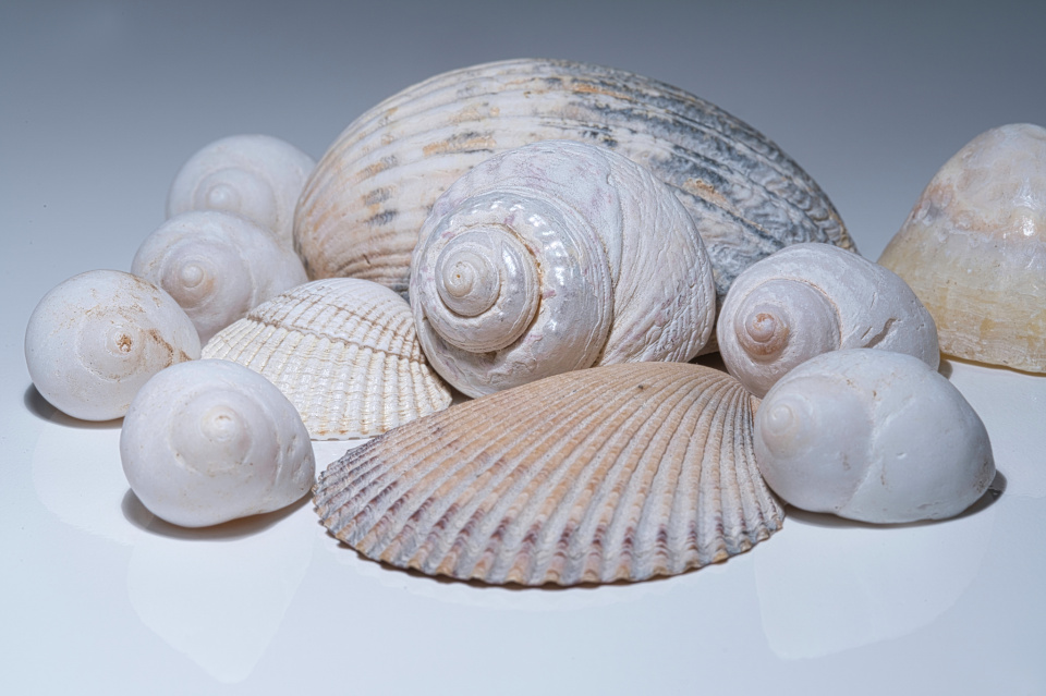 When shell we relax... | Incredibish | Blipfoto