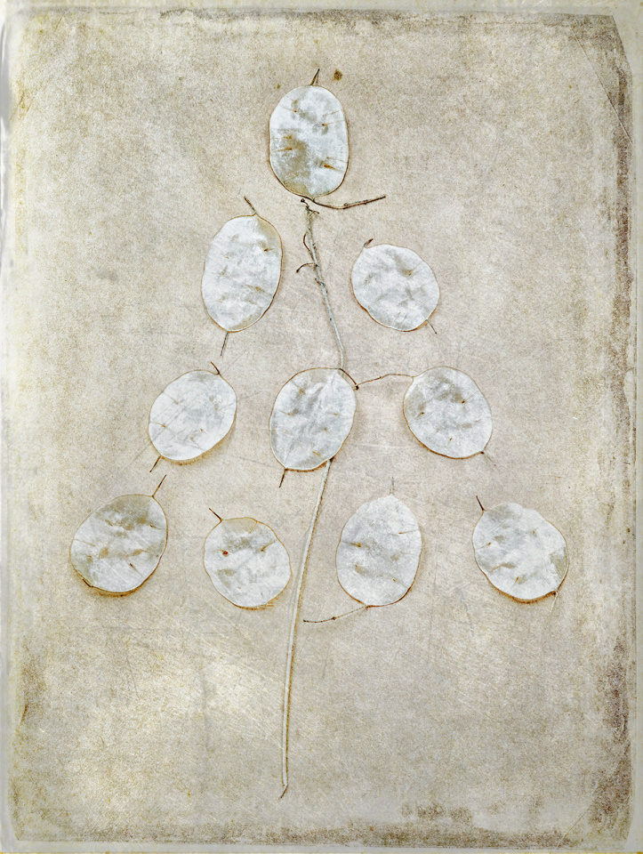 "Honest..tree"!!! | Megl | Blipfoto