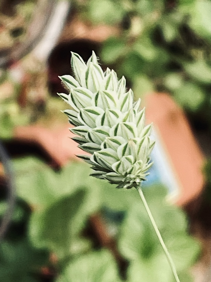 Grass | WeeDragon_J | Blipfoto