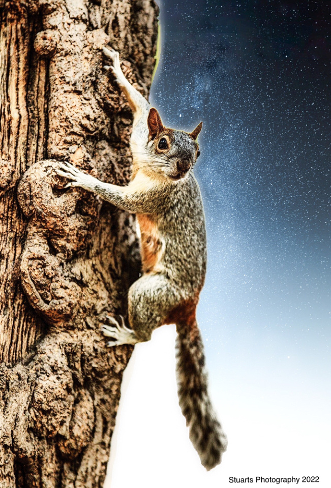 Up a tree | Stuart46 | Blipfoto