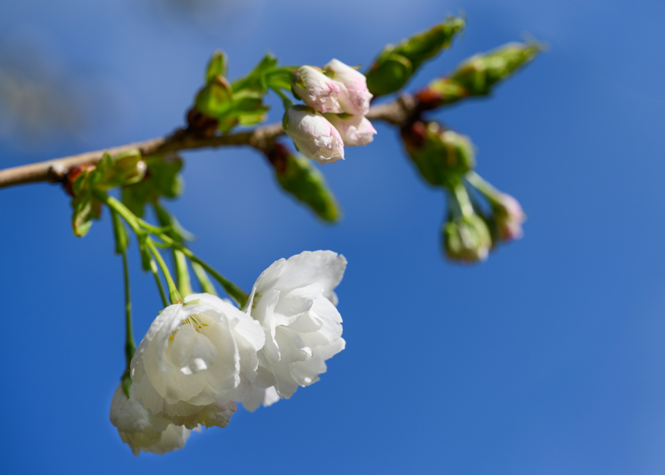Cherry blossoms | NickyR | Blipfoto