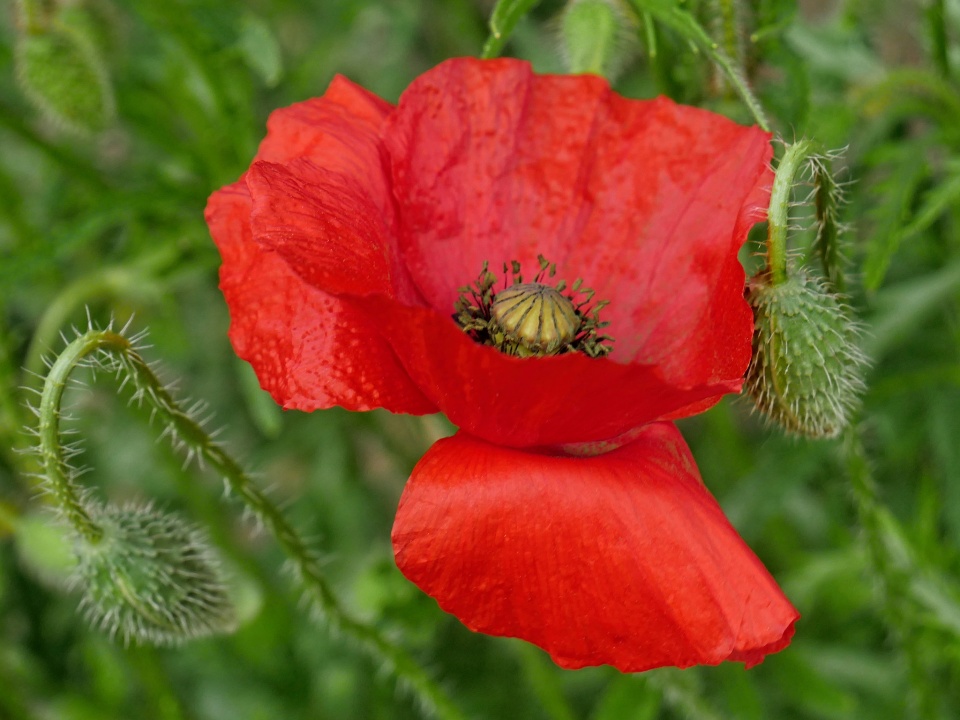 Poppy | mycroftw | Blipfoto