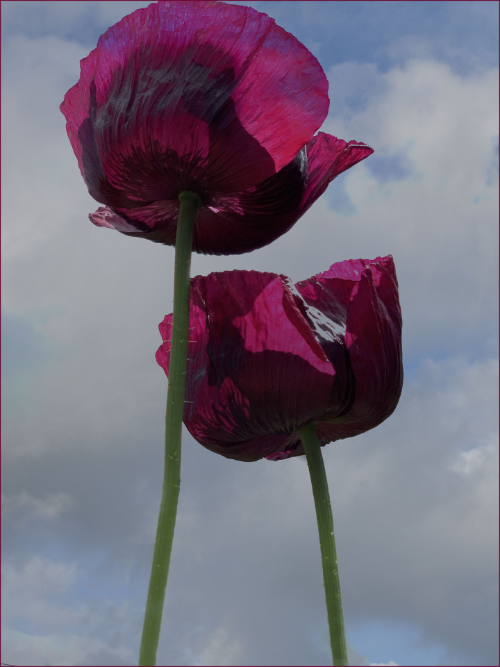 Poppy | suejay50 | Blipfoto