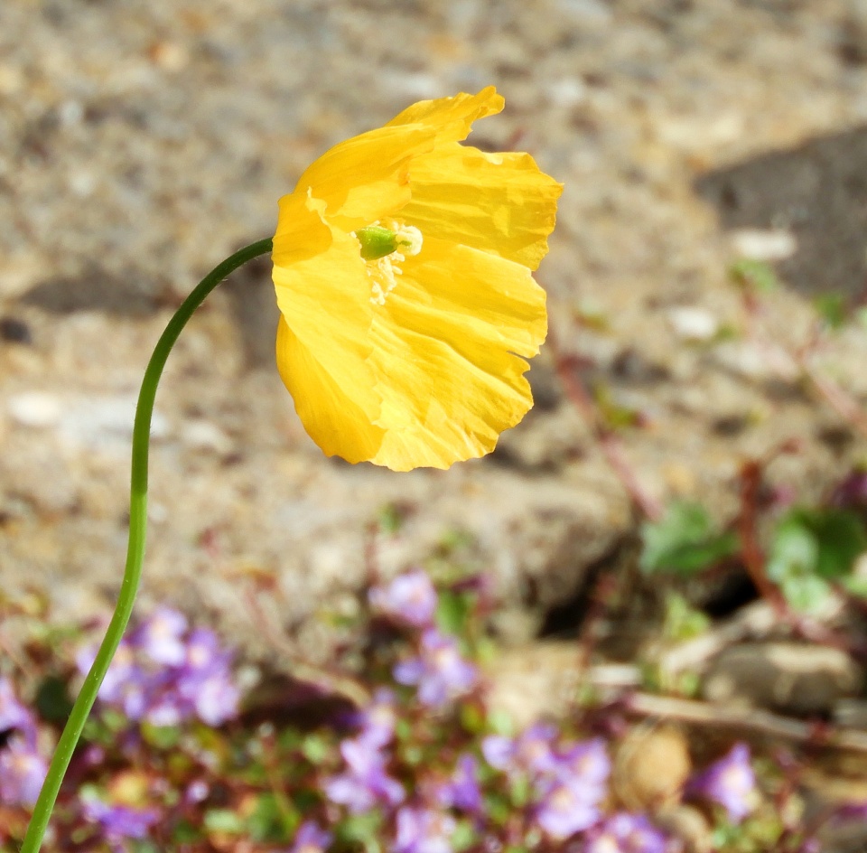 First Welsh Poppy of the year! | Tigger101 | Blipfoto