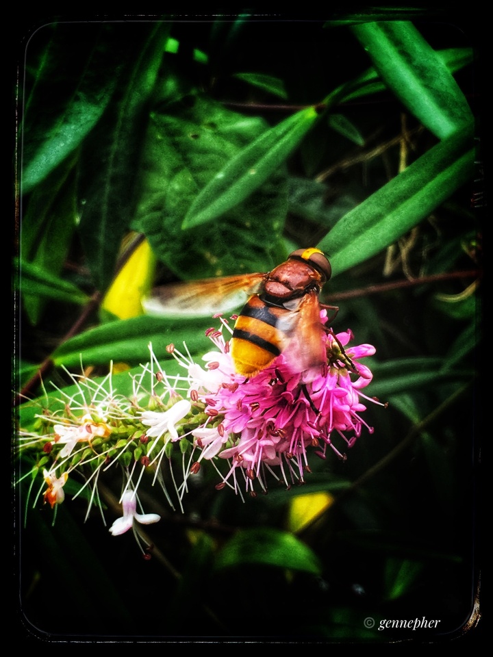 A hover fly... | gennepher | Blipfoto