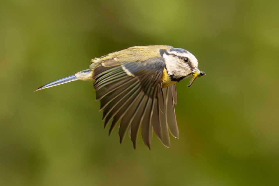 A Never Ending Job | Bom | Blipfoto