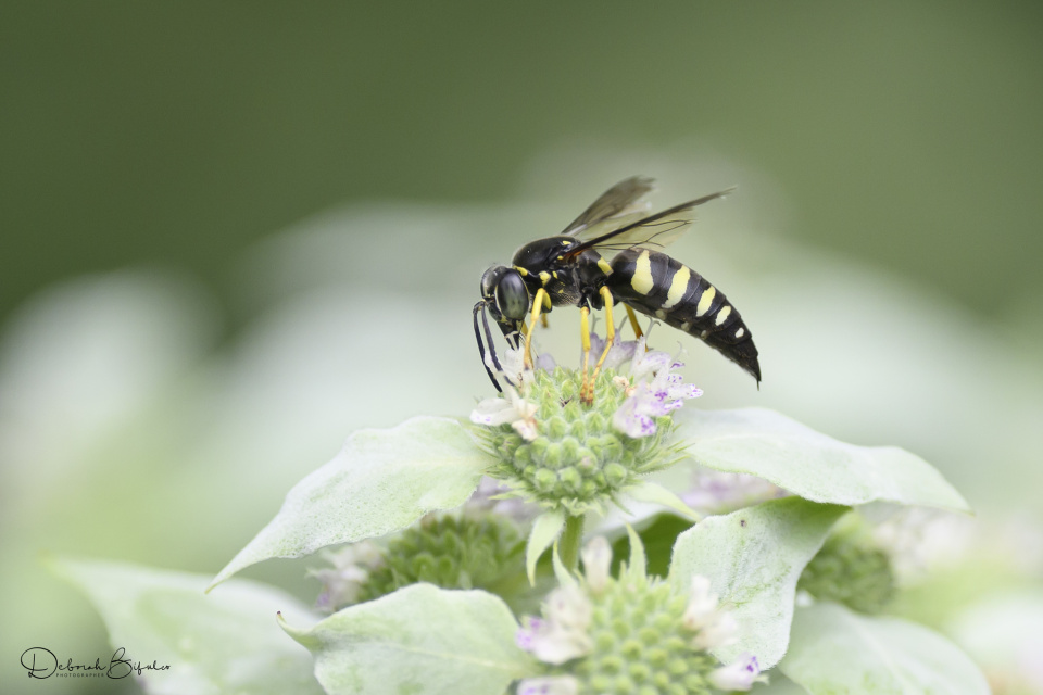 Four Banded Stink Bug Wasp | dbifulco | Blipfoto