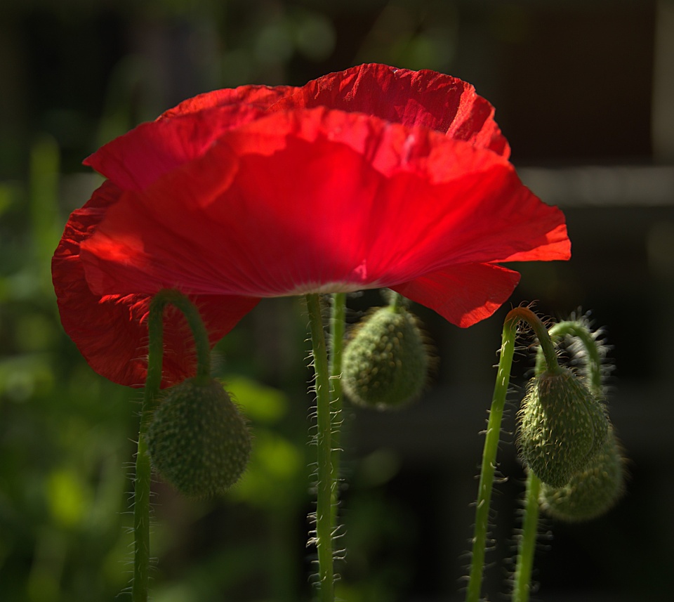 Poppy | JeanSnaps | Blipfoto
