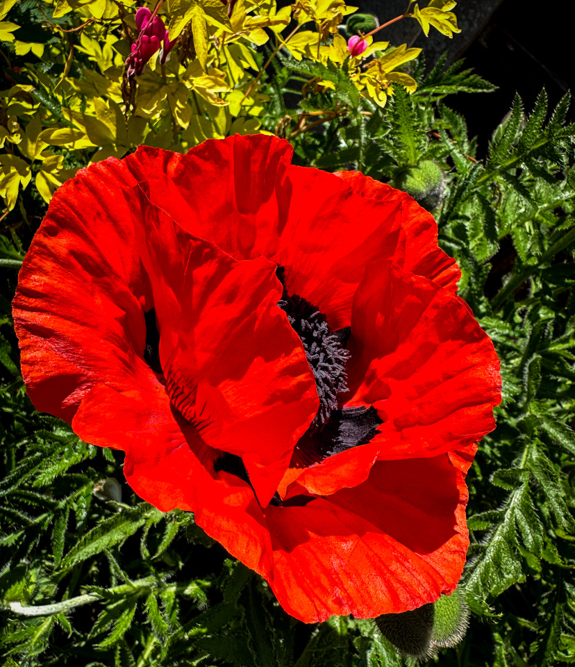 My first big poppy! | Majoayee | Blipfoto